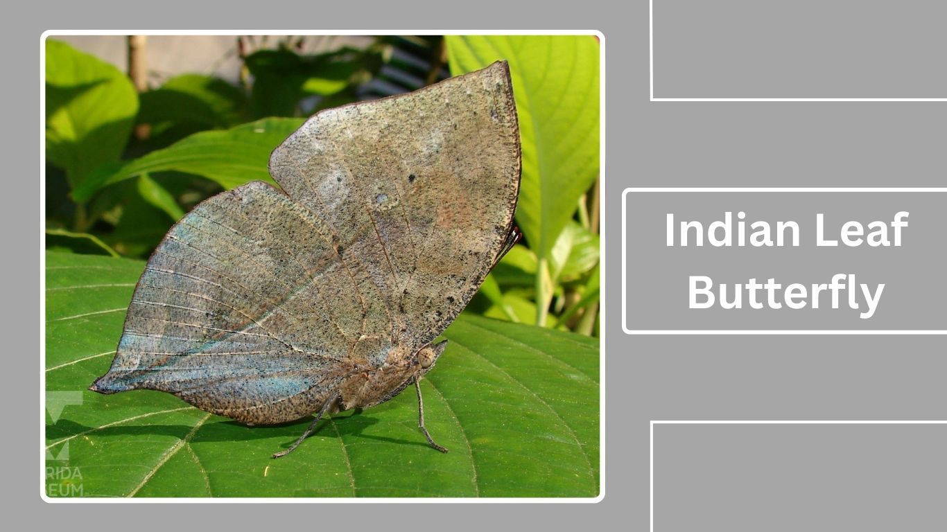 11 Types of Insects That Look Like a Leaf (ID & Pictures)