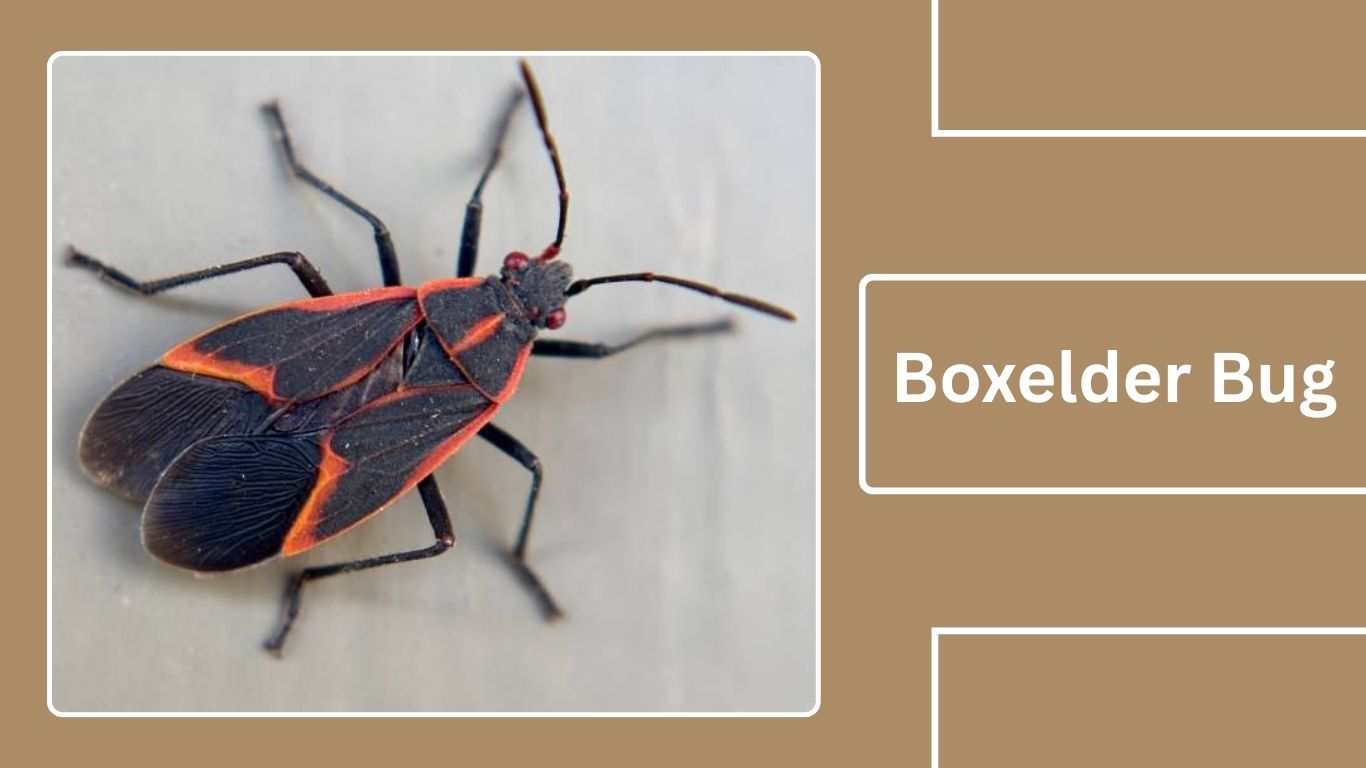 25 Red and Black Insects: Identification Guide With Pictures