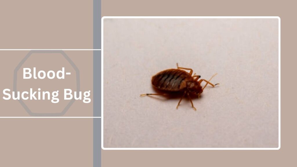 17 Types of Red Insects that Bite : Identification with Pictures
