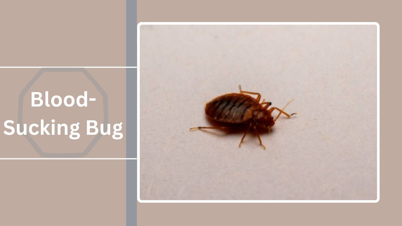 17 Types of Red Insects that Bite : Identification with Pictures