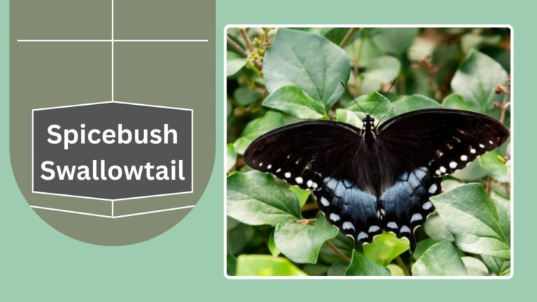 25 Types of Swallowtails: Identification with Pictures