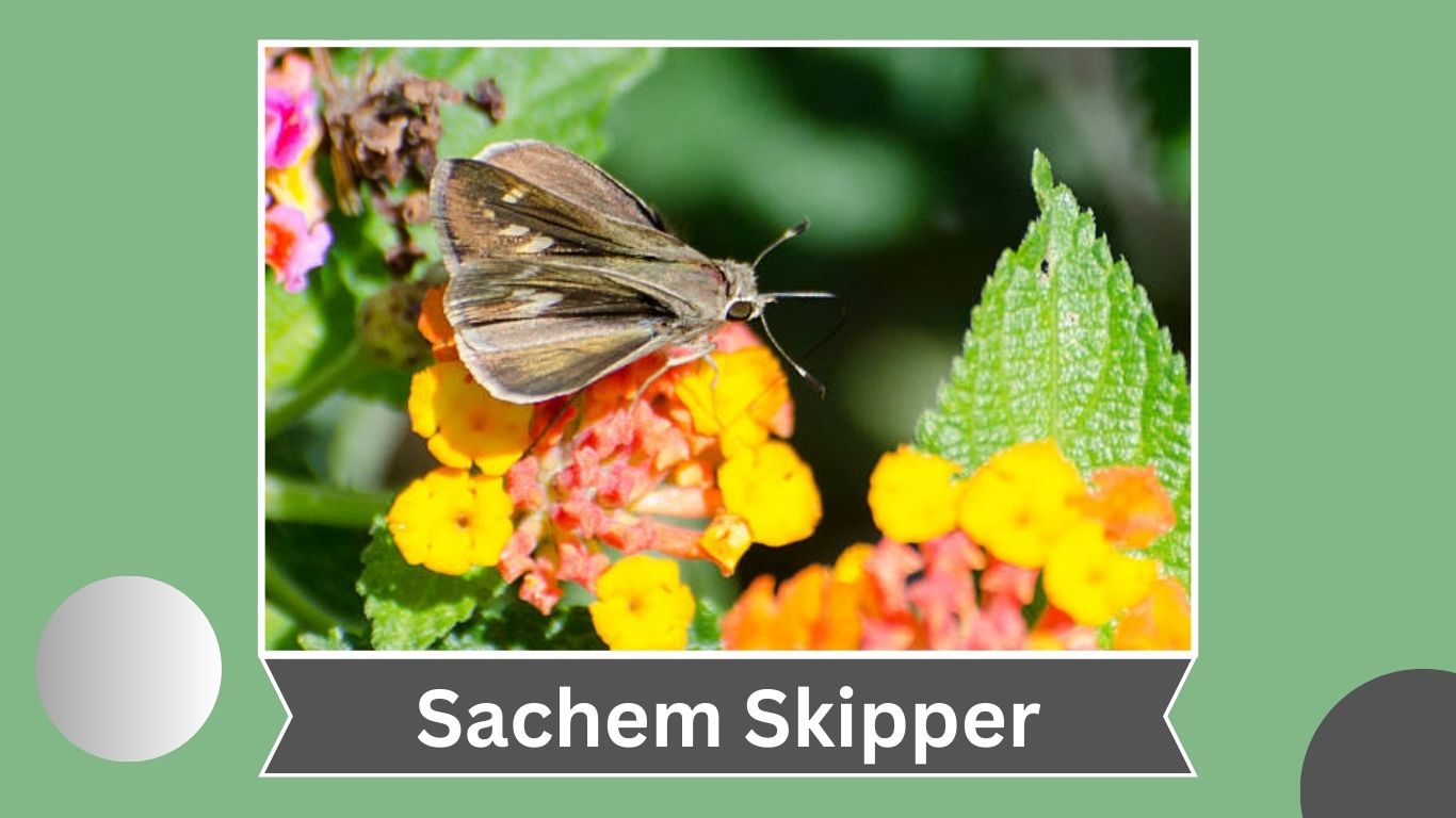 15 Types of Skippers: Different Species Identification