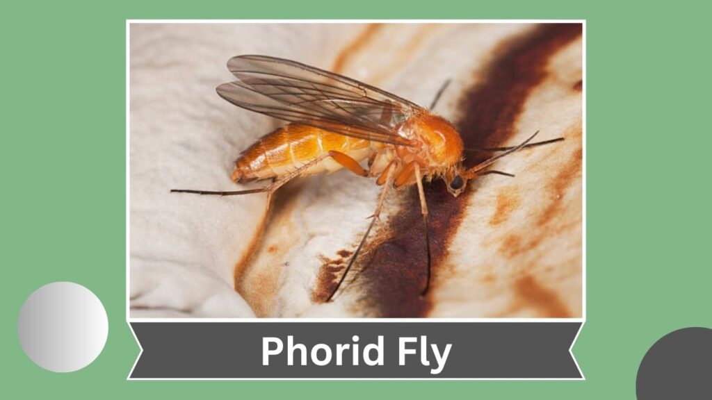 15 Small Flying Insects in House: Identification, Diet and Habitat