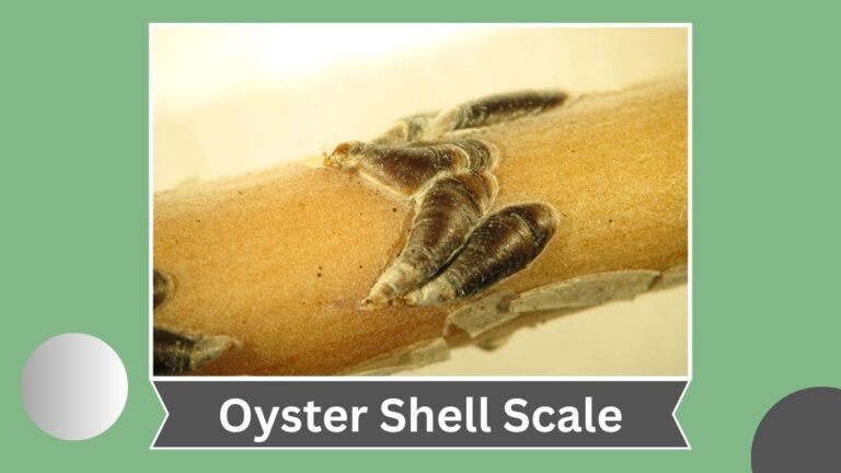 12 Types of Scale Insects: Identification, Habitat, Lifecycle and Damage