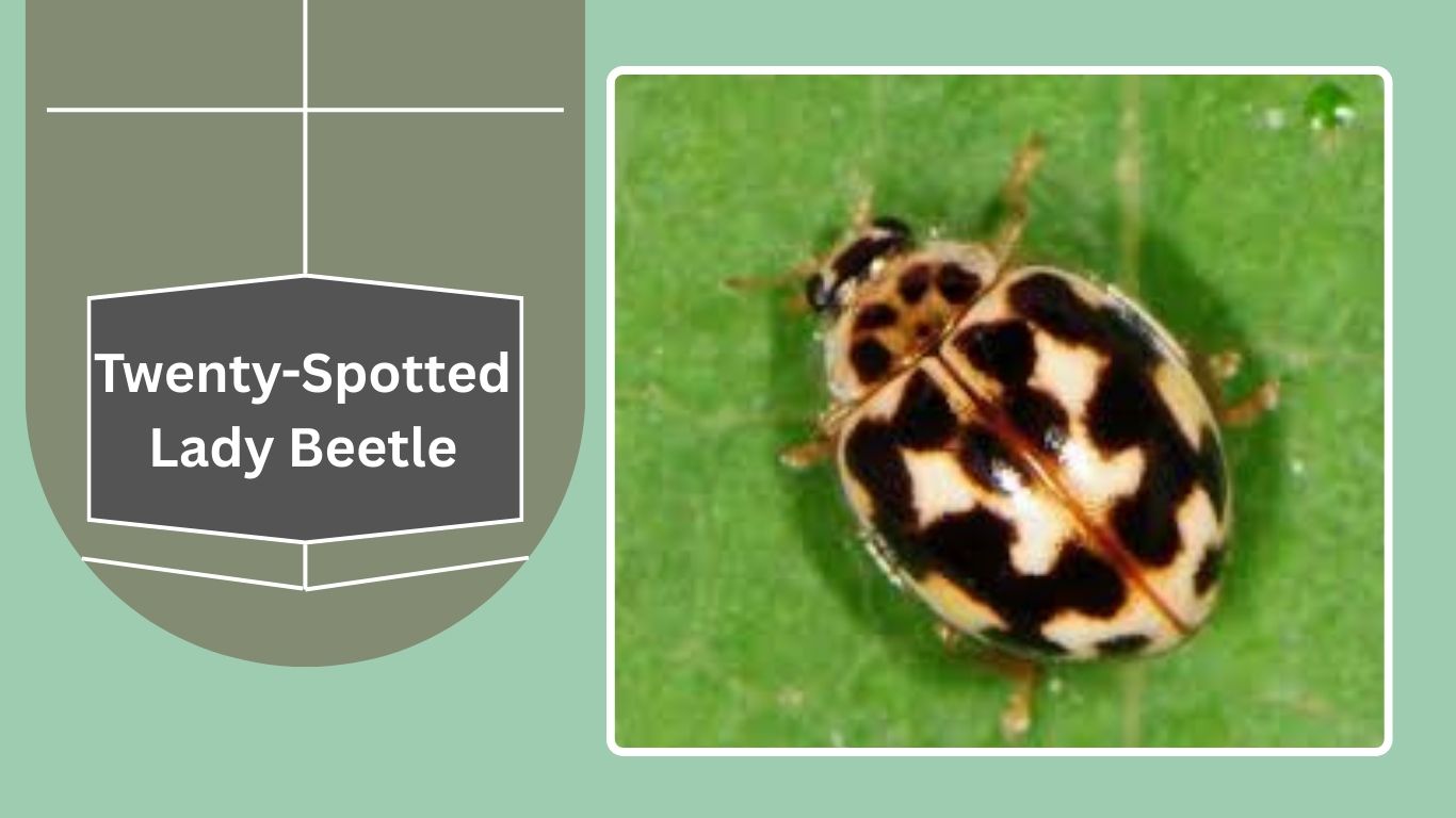 17 Common Types of Lady Beetles: Species Identification