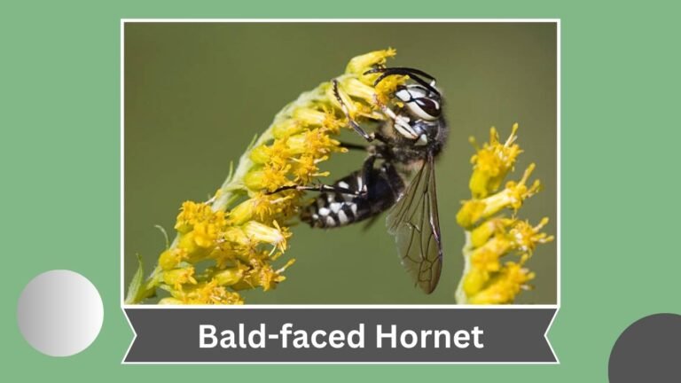 27 Common Types of Stinging Insects: Identification, Sting & Danger