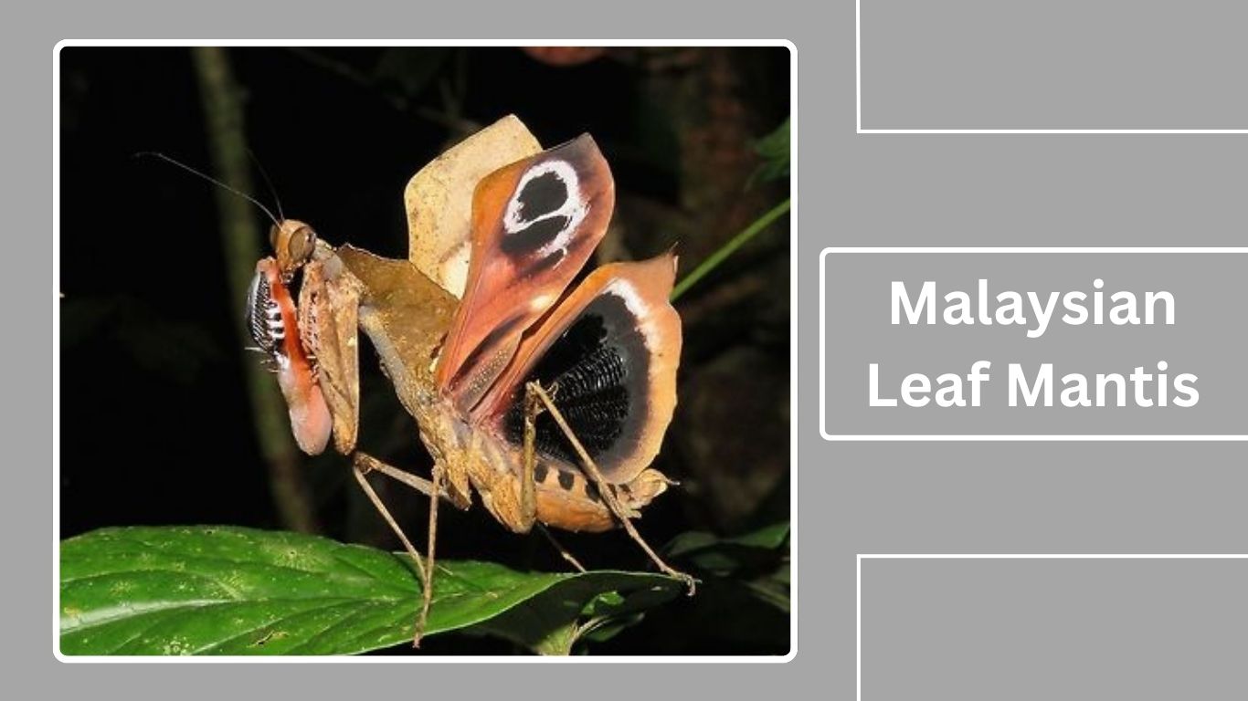 11 Types of Insects That Look Like a Leaf (ID & Pictures)