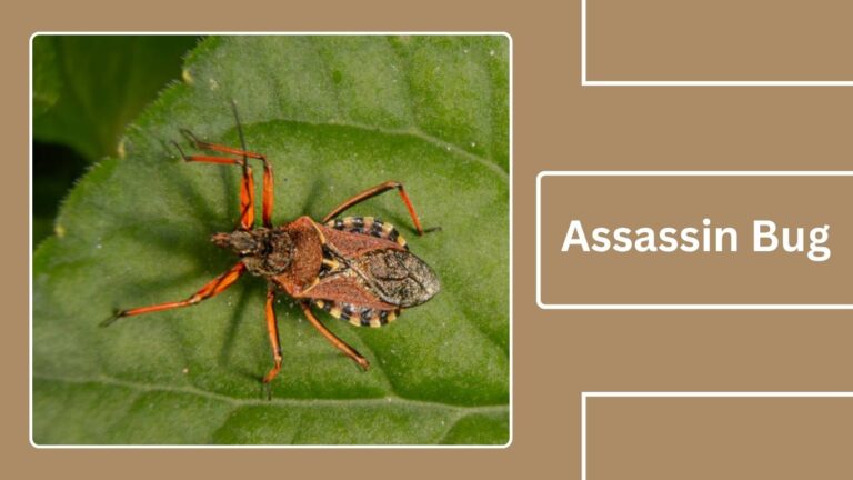 25 Red and Black Insects: Identification Guide With Pictures
