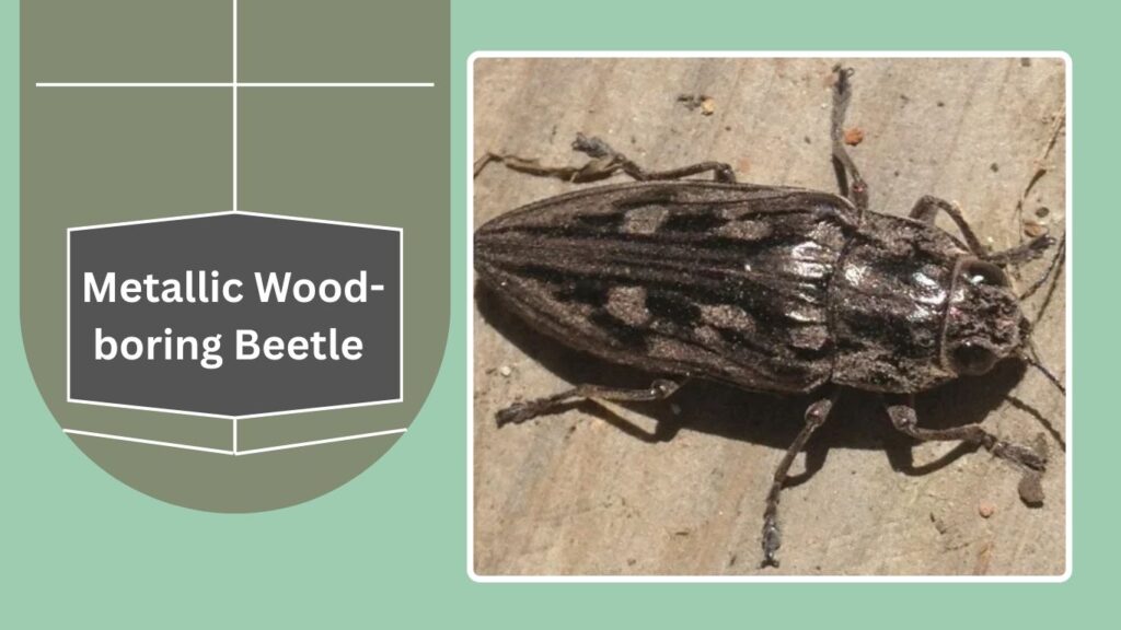 23 Types of Jewel Beetles: Species Identification with Pictures