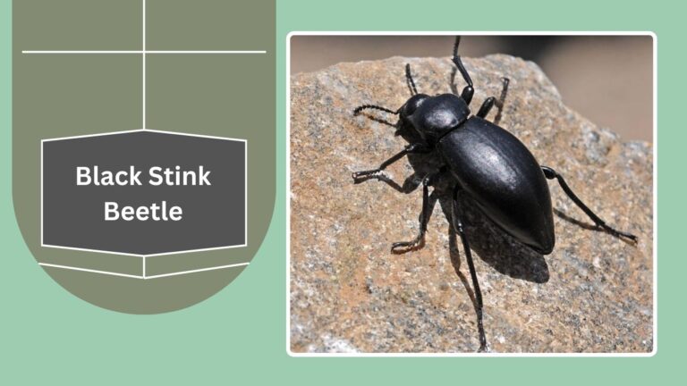 25 Types of Darkling Beetles: Identification with Pictures