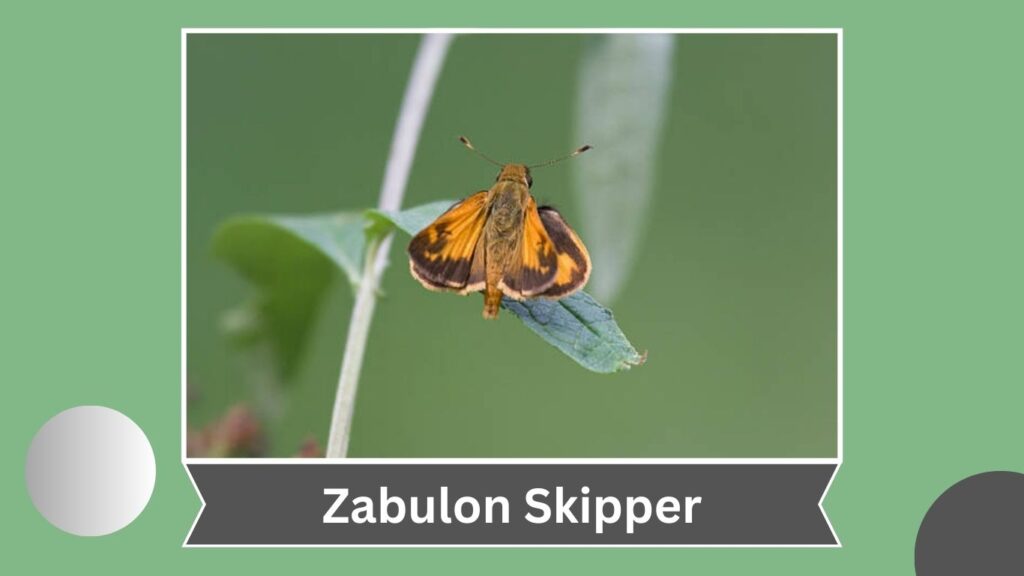 15 Types of Skippers: Different Species Identification