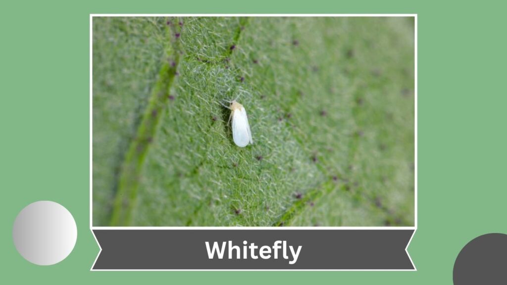 15 Small Flying Insects in House: Identification, Diet and Habitat