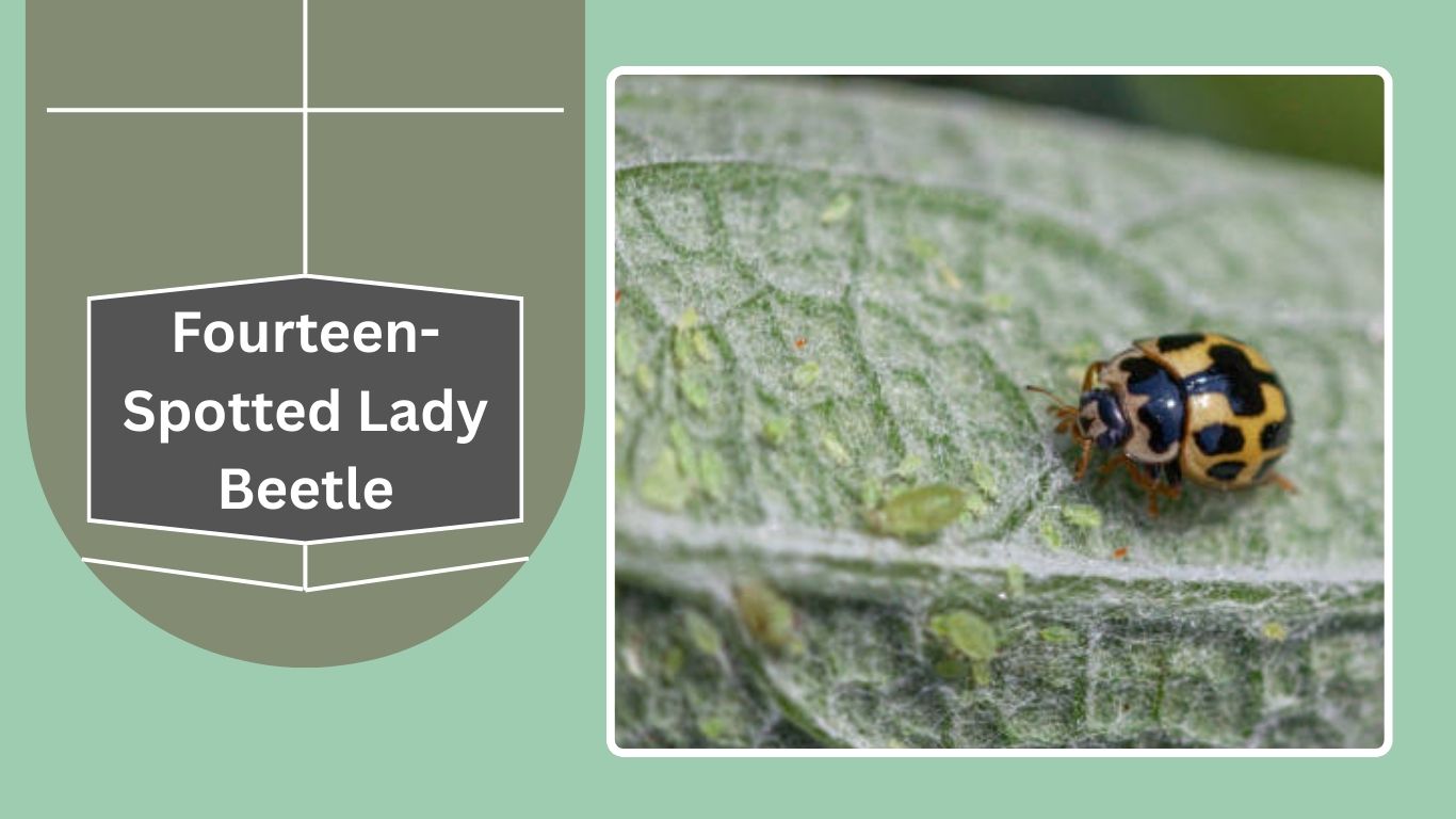 17 Common Types of Lady Beetles: Species Identification