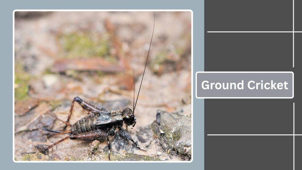 10 Types of Insects That Make Noise at Night