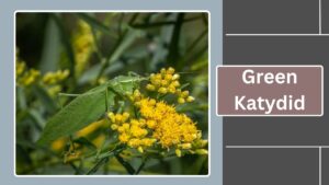 15 Types of Green Insects (With Identification & Pictures)