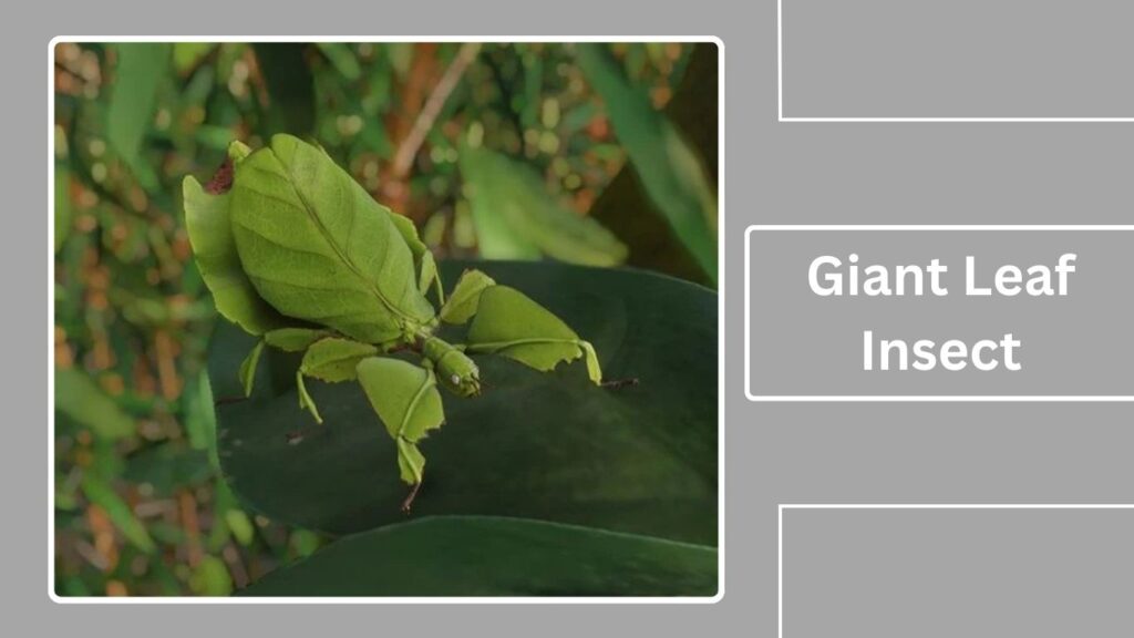 11 Types of Insects That Look Like a Leaf (ID & Pictures)