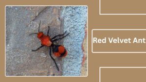 25 Red and Black Insects: Identification Guide With Pictures