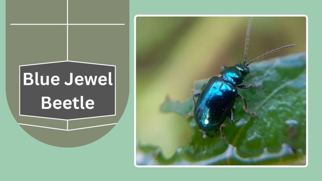 23 Types of Jewel Beetles: Species Identification with Pictures