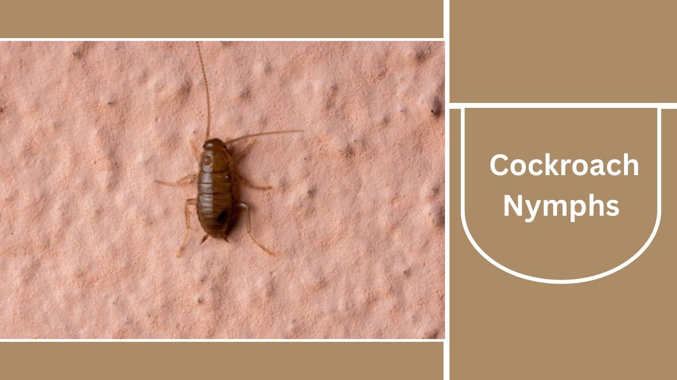 20 Black Insects Commonly Found in Houses: Identification & Control