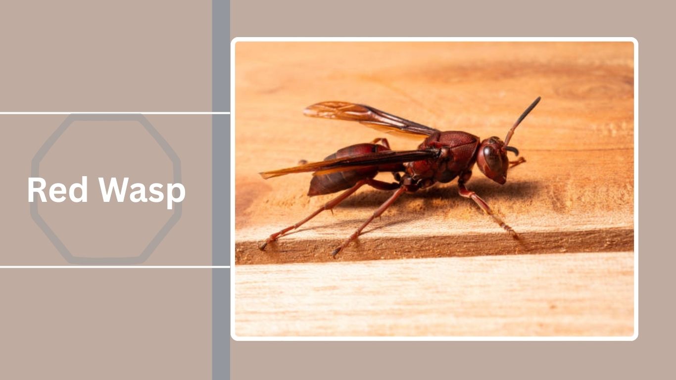 17 Types of Red Insects that Bite : Identification with Pictures