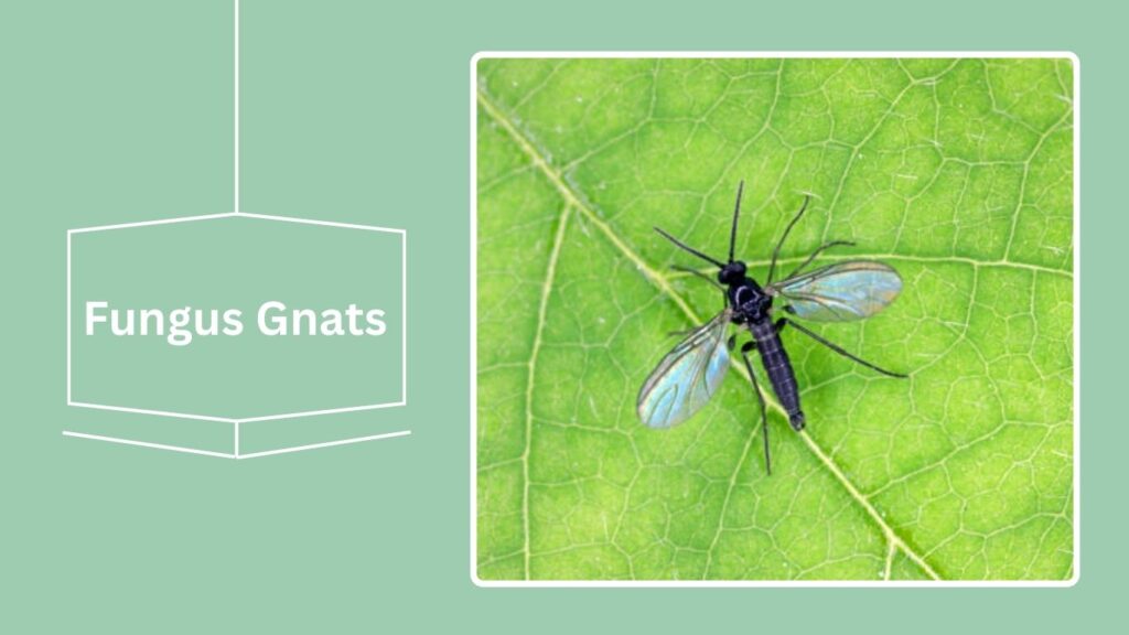 10 Types of Small White Insects on plants: (ID and Pictures)