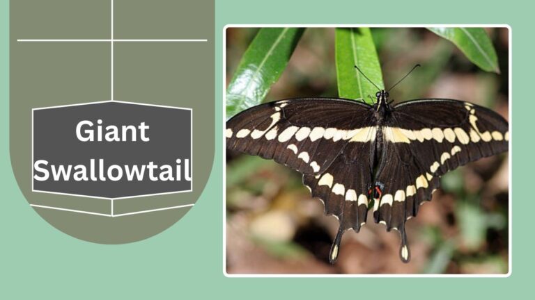 25 Types of Swallowtails: Identification with Pictures
