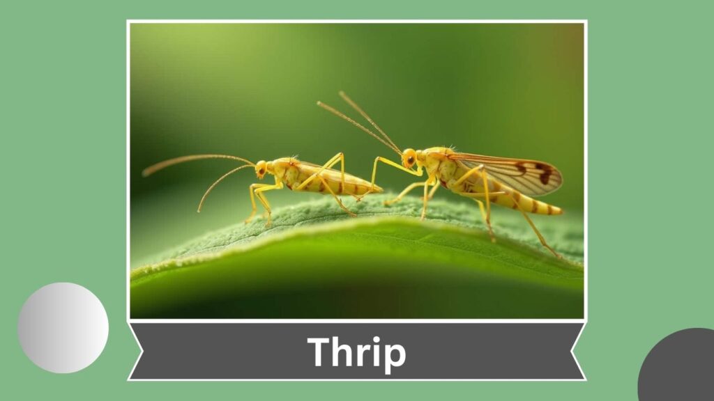 15 Small Flying Insects in House: Identification, Diet and Habitat