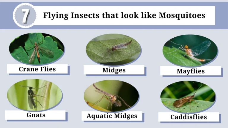 7 Flying Insects that look like Mosquitoes (ID with Pictures)