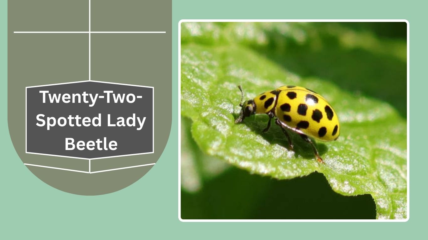 17 Common Types of Lady Beetles: Species Identification