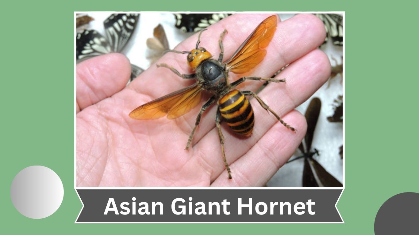 27 Common Types of Stinging Insects: Identification, Sting & Danger