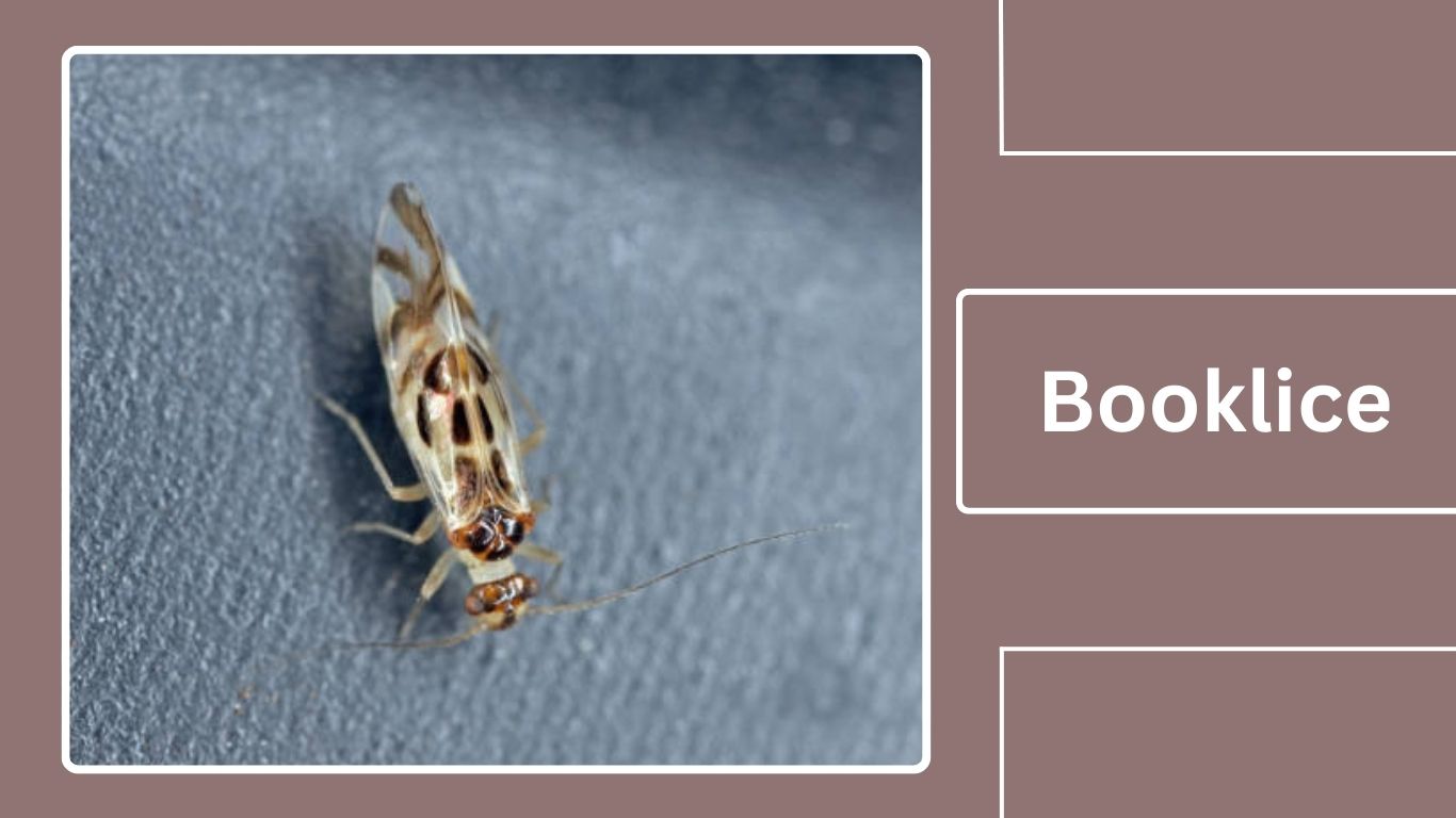 21 Types of Common Bed Insects: Identification with Pictures