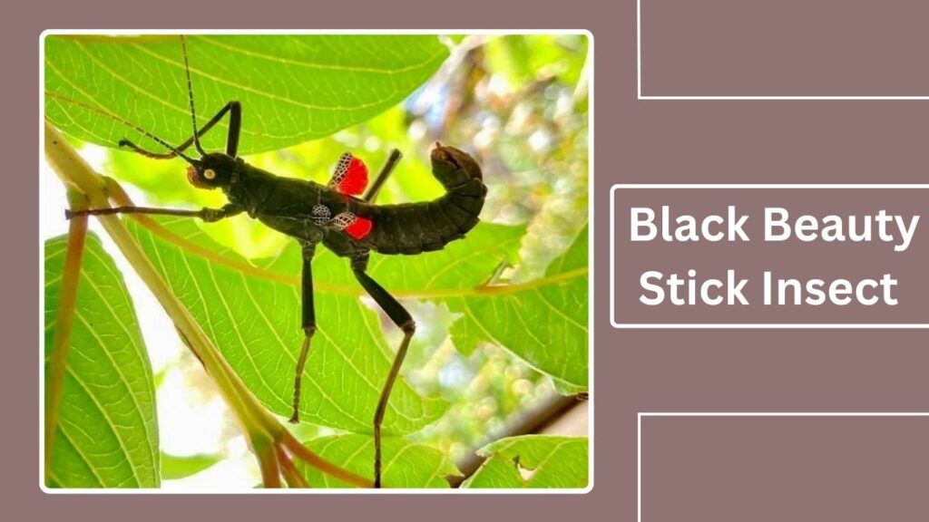 21 Types of Stick Insects: Identification with Pictures