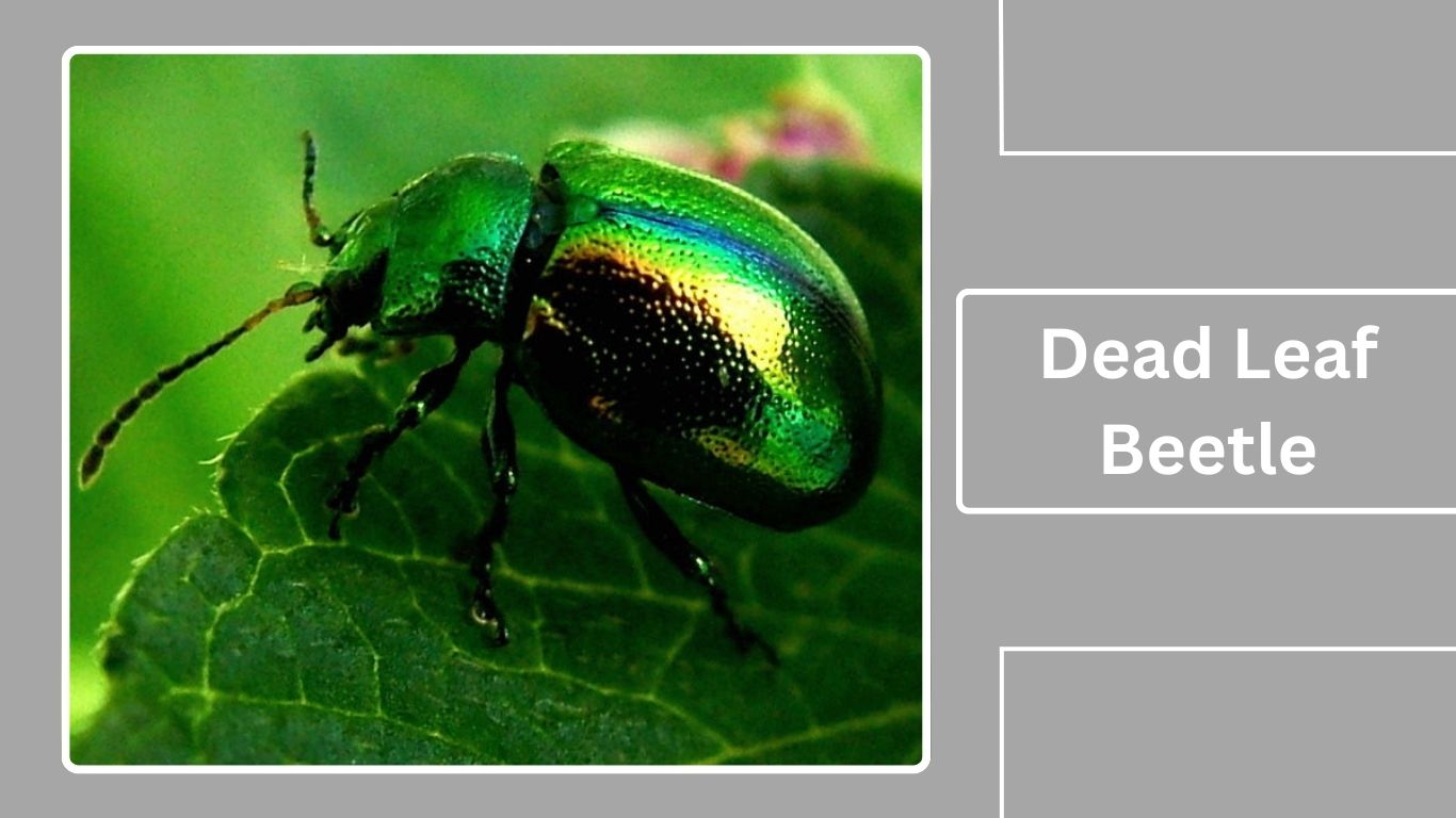 11 Types of Insects That Look Like a Leaf (ID & Pictures)