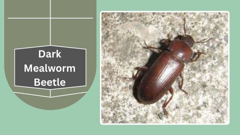 25 Types of Darkling Beetles: Identification with Pictures