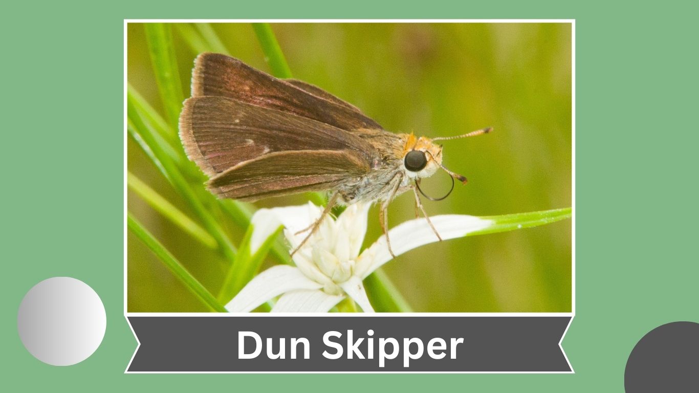 15 Types of Skippers: Different Species Identification