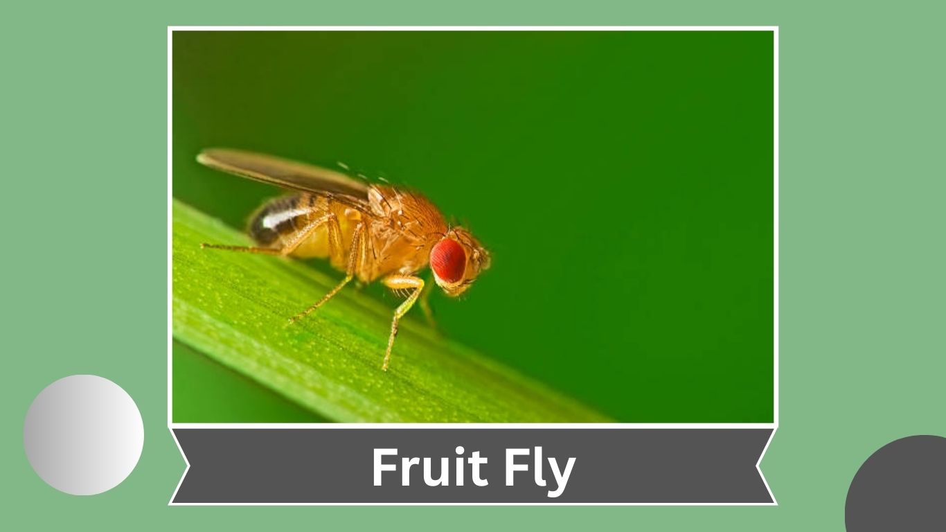 25 Types of Flying Insects: Identification, Habitat, Diet and More