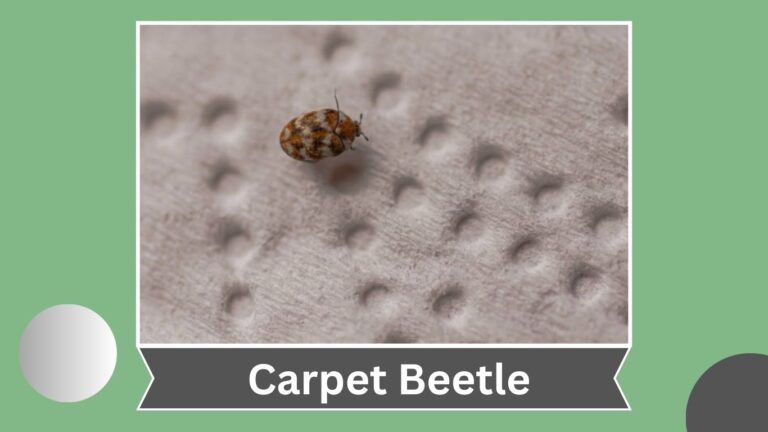 15 Small Flying Insects in House: Identification, Diet and Habitat