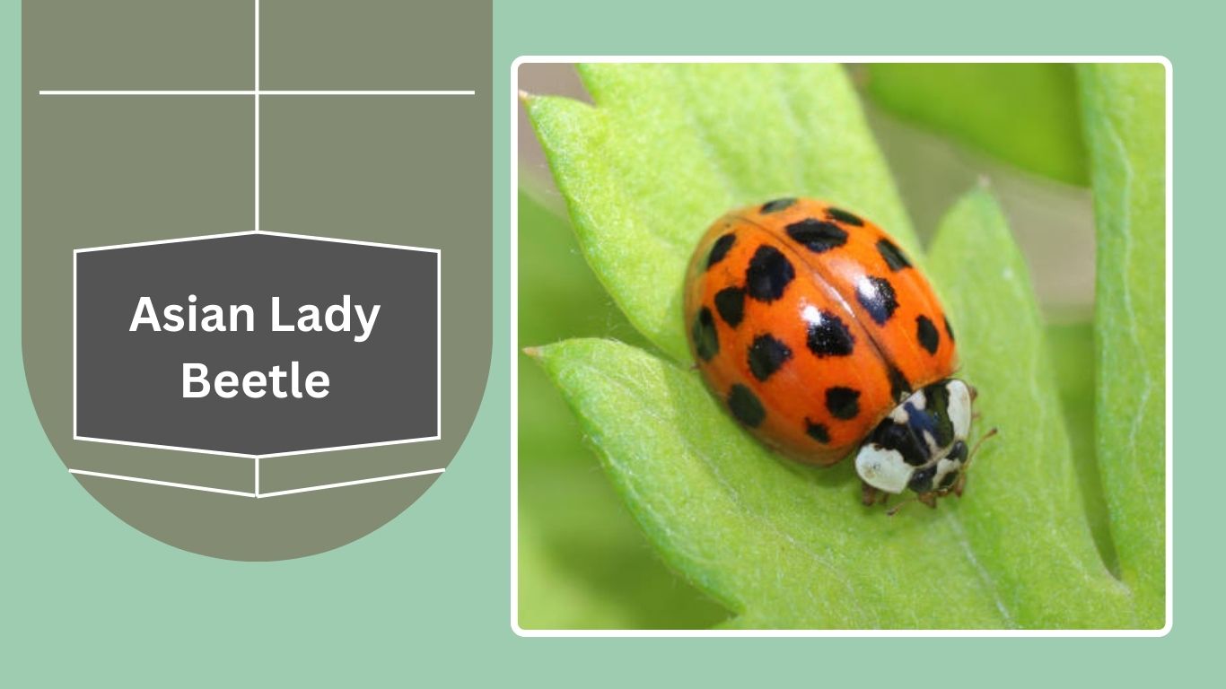 17 Common Types of Lady Beetles: Species Identification