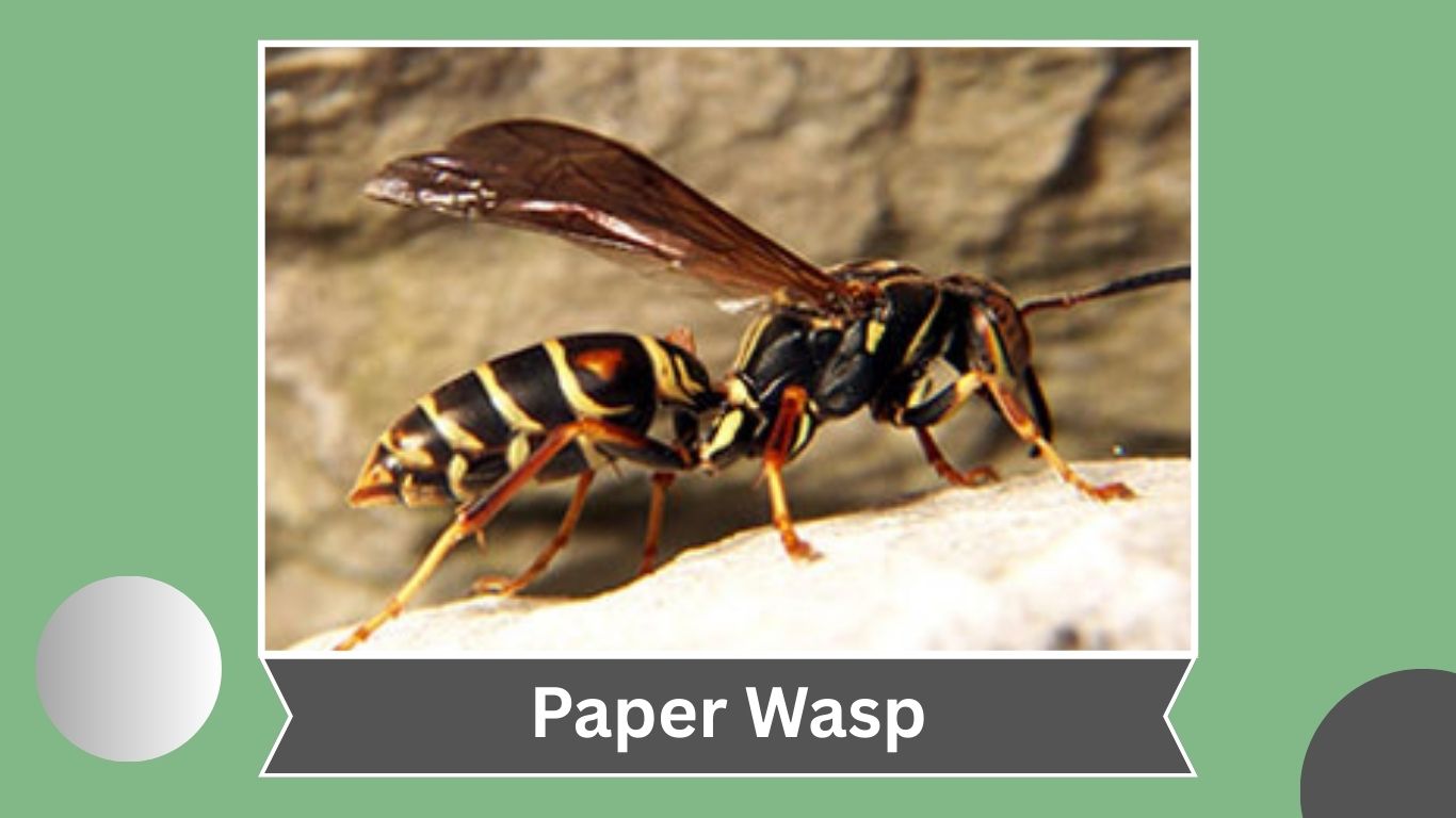 27 Common Types of Stinging Insects: Identification, Sting & Danger
