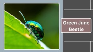 15 Types of Green Insects (With Identification & Pictures)