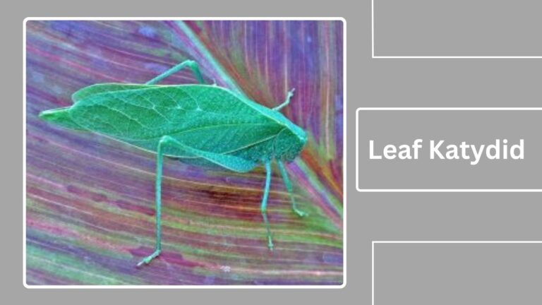 11 Types of Insects That Look Like a Leaf (ID & Pictures)