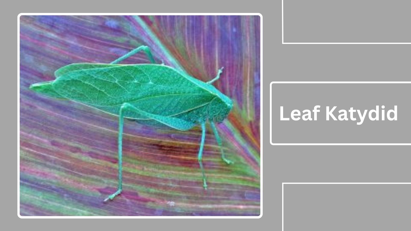 11 Types of Insects That Look Like a Leaf (ID & Pictures)