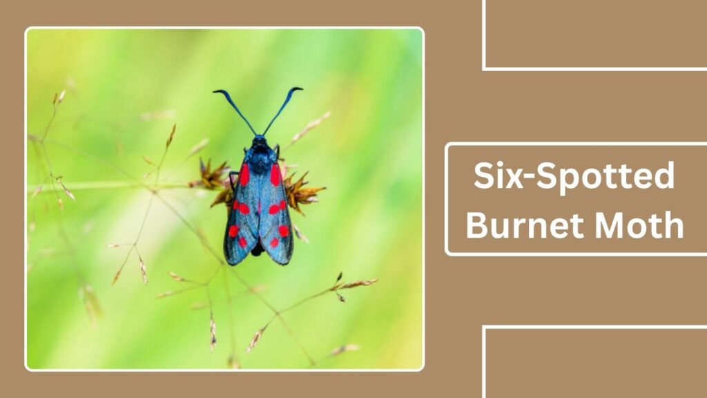 25 Red and Black Insects: Identification Guide With Pictures
