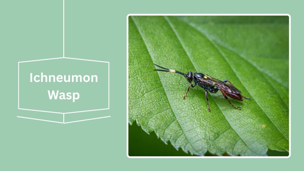 16 Black Flying Insects: Identification With Pictures