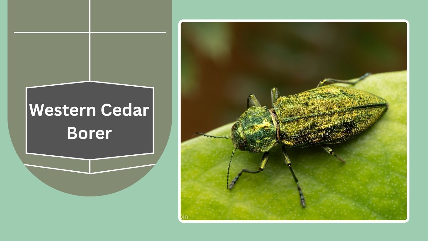 23 Types of Jewel Beetles: Species Identification with Pictures