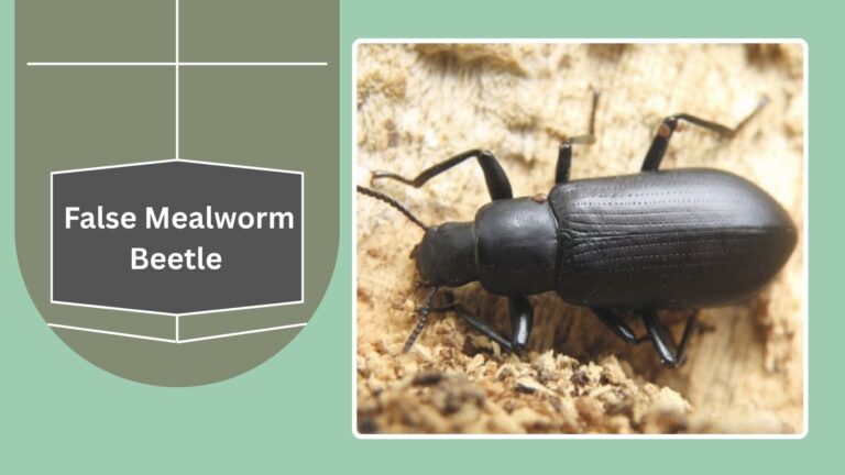 25 Types of Darkling Beetles: Identification with Pictures