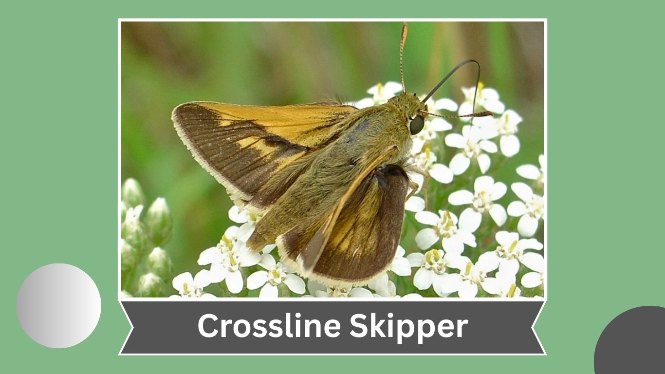15 Types of Skippers: Different Species Identification