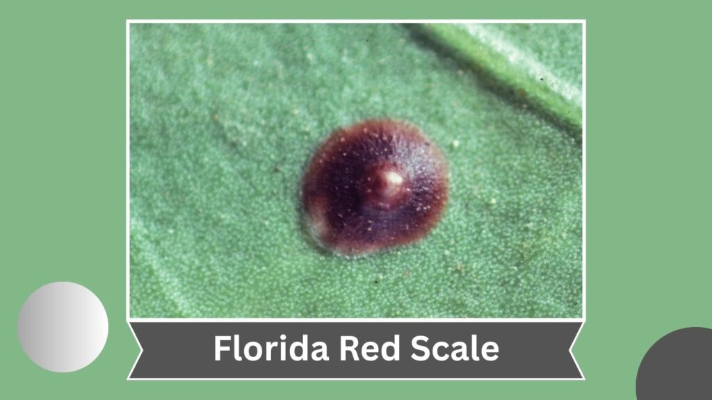 12 Types of Scale Insects: Identification, Habitat, Lifecycle and Damage