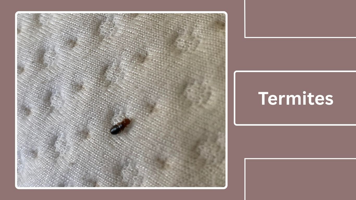 21 Types of Common Bed Insects: Identification with Pictures
