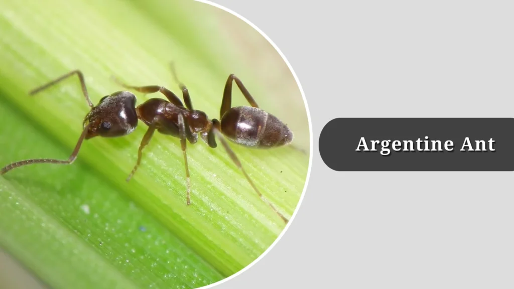 23 Common Insects that found in California: Identification with Pictures